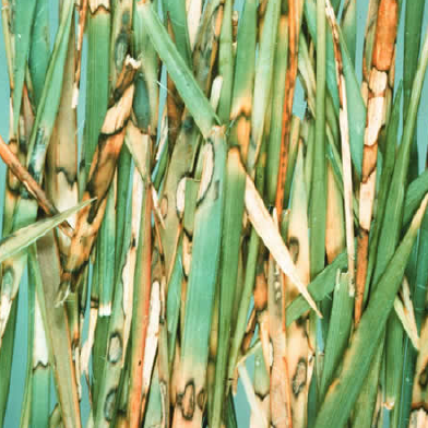 Curvularia – StrataGreen