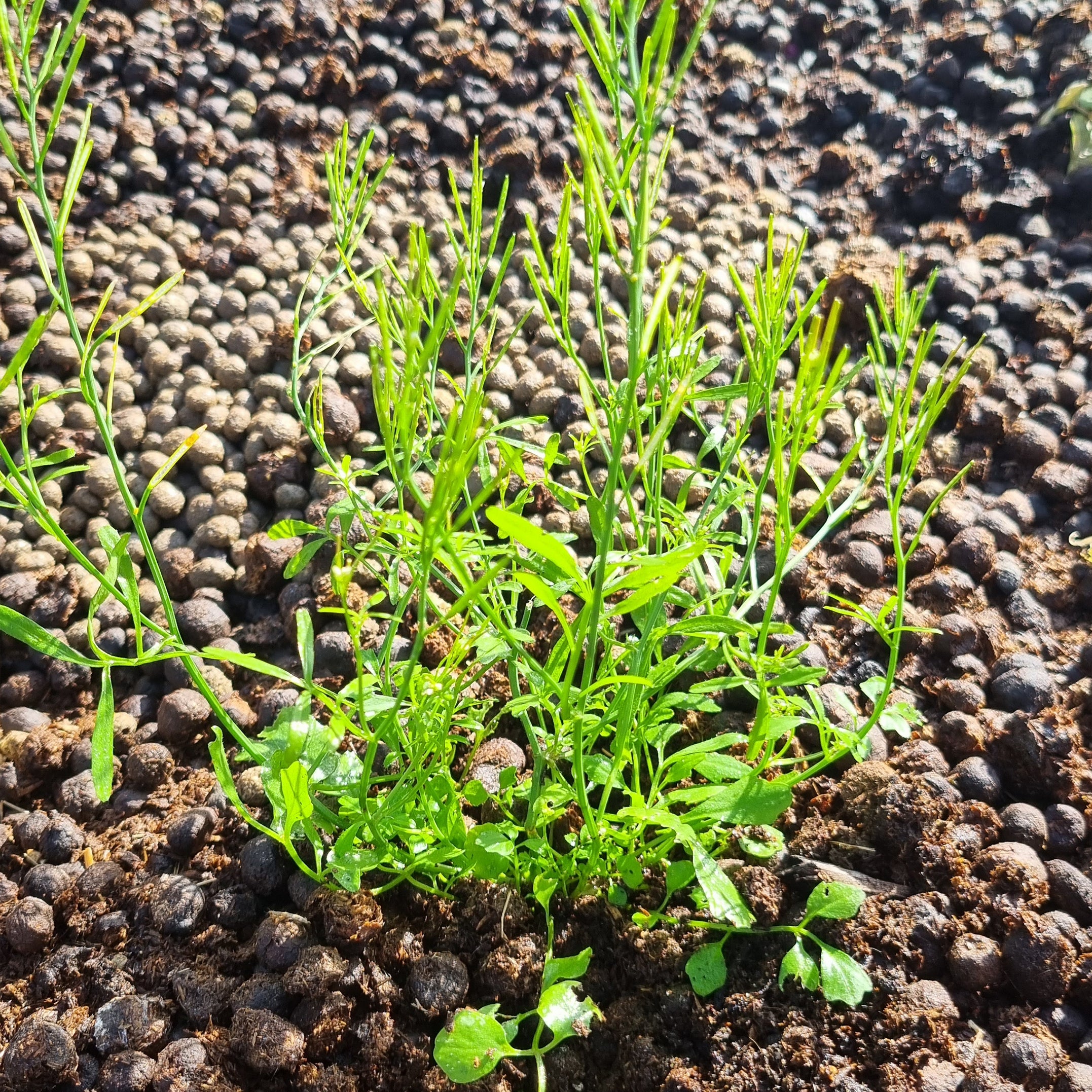 Flickweed – StrataGreen