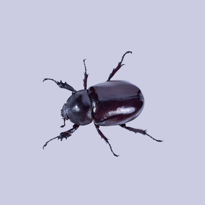 African Black Beetle – StrataGreen African Black Beetle – StrataGreen