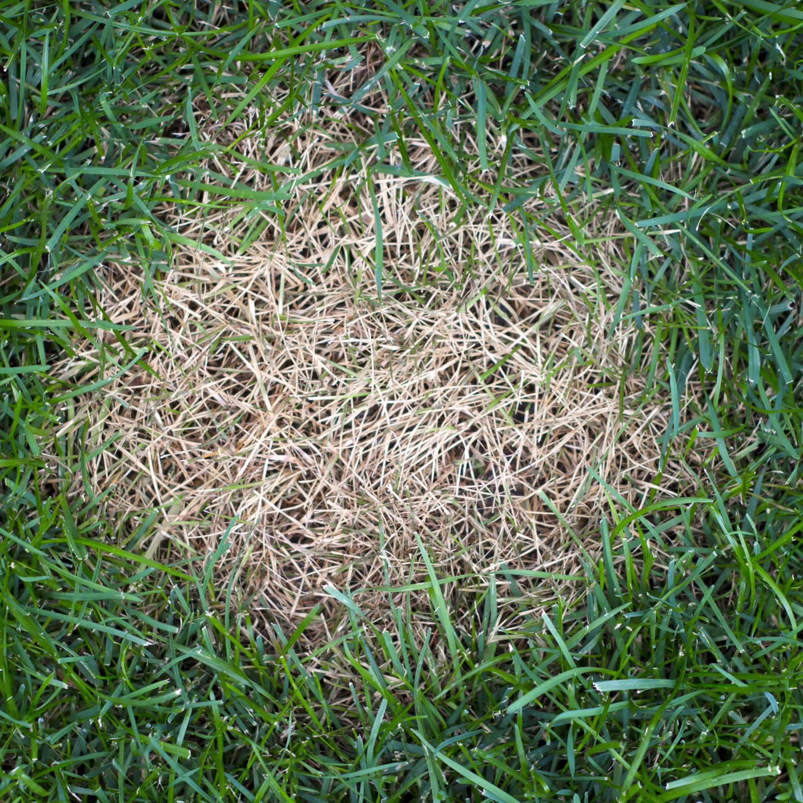 Plant Diseases & Fungi Finder | StrataGreen