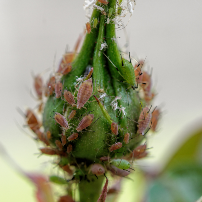 Aphids – StrataGreen