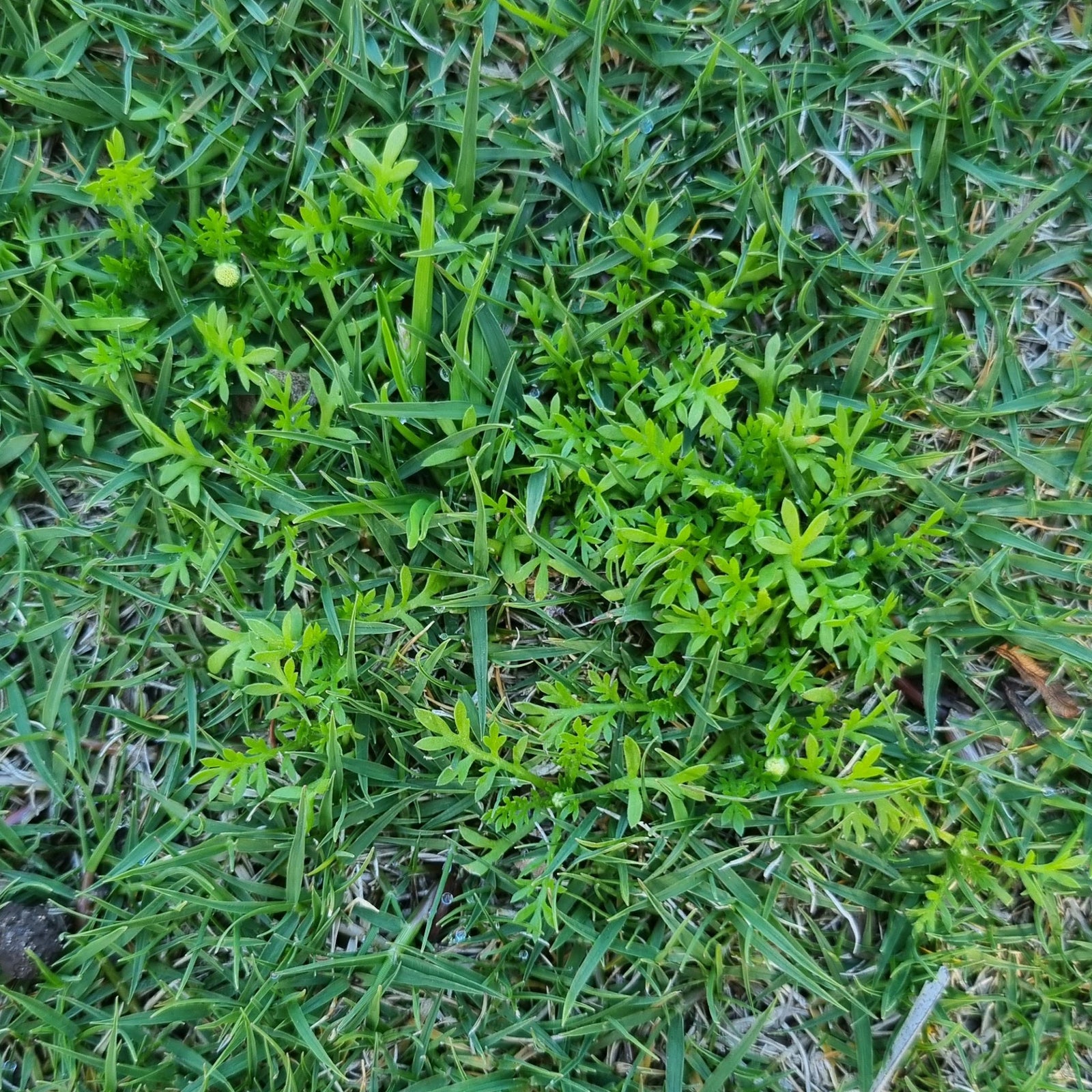 Weed Identification & Control Solutions | StrataGreen
