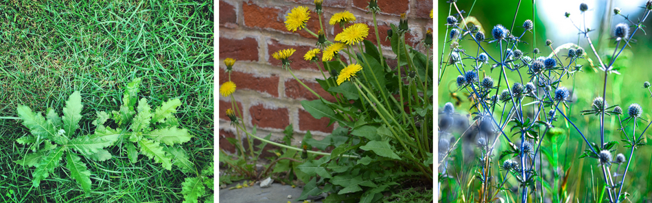 Essential Tips for Weed Control In Your Garden | StrataGreen