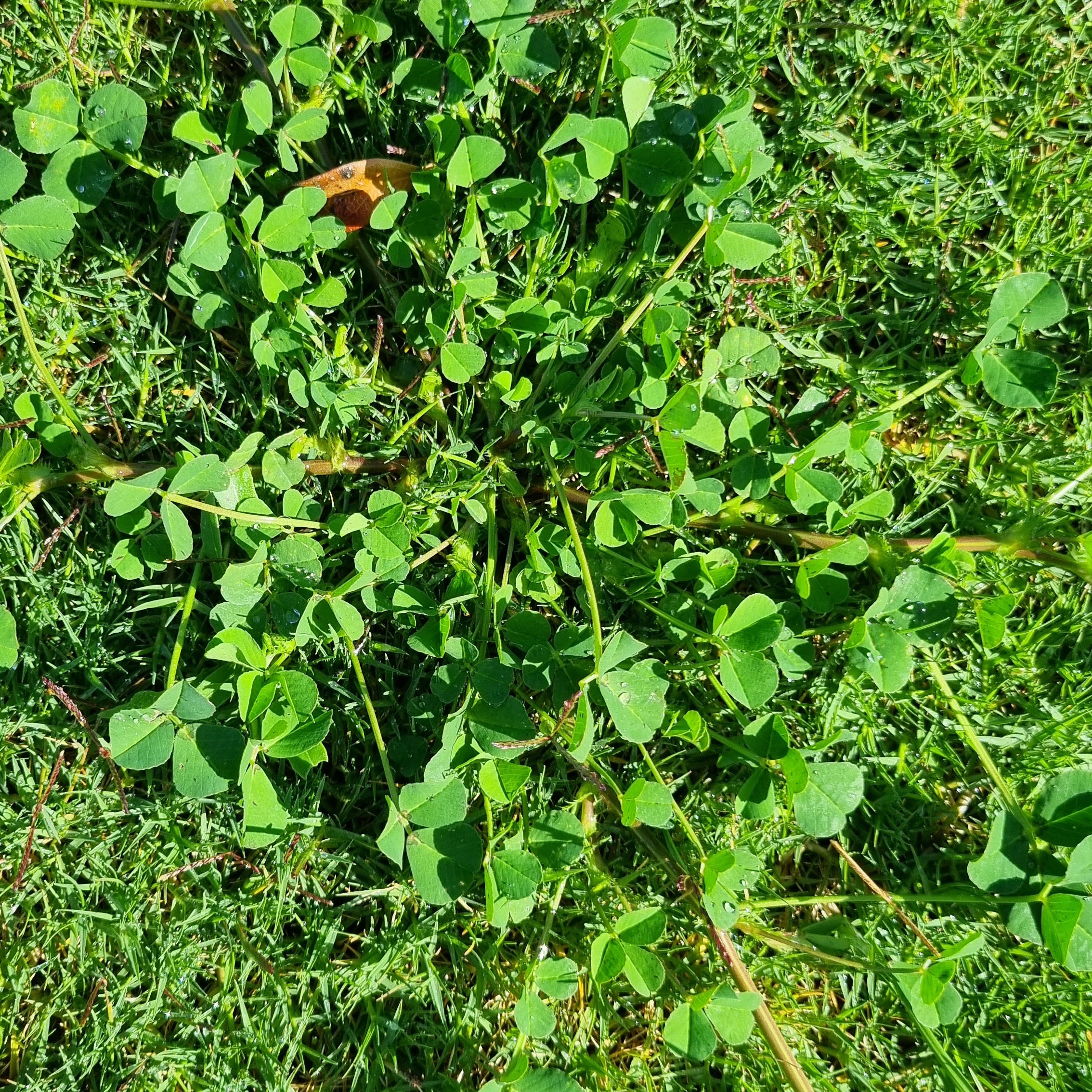 Clover – StrataGreen