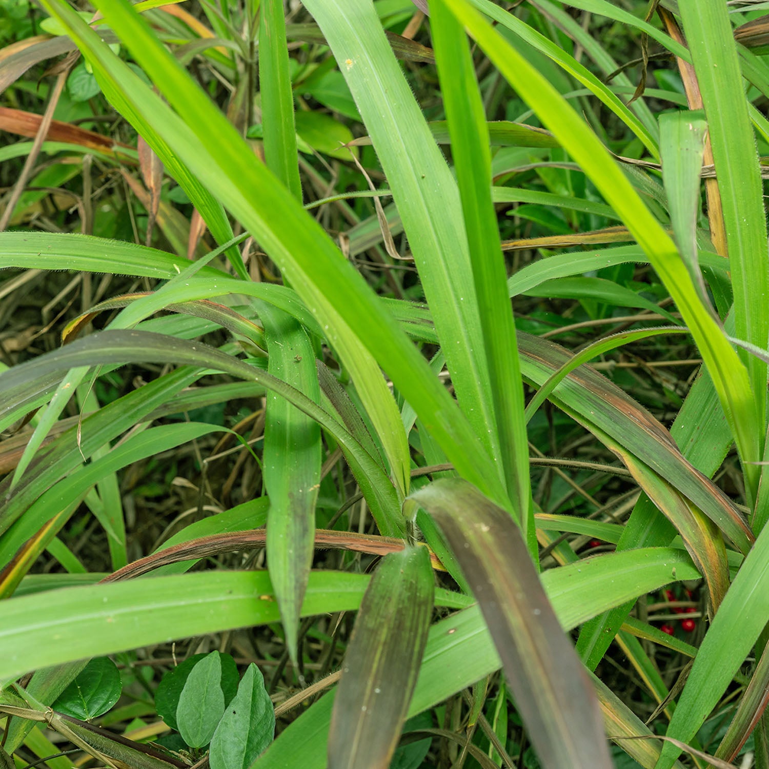 Couch Grass – StrataGreen