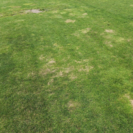 Plant Diseases & Fungi Finder | StrataGreen