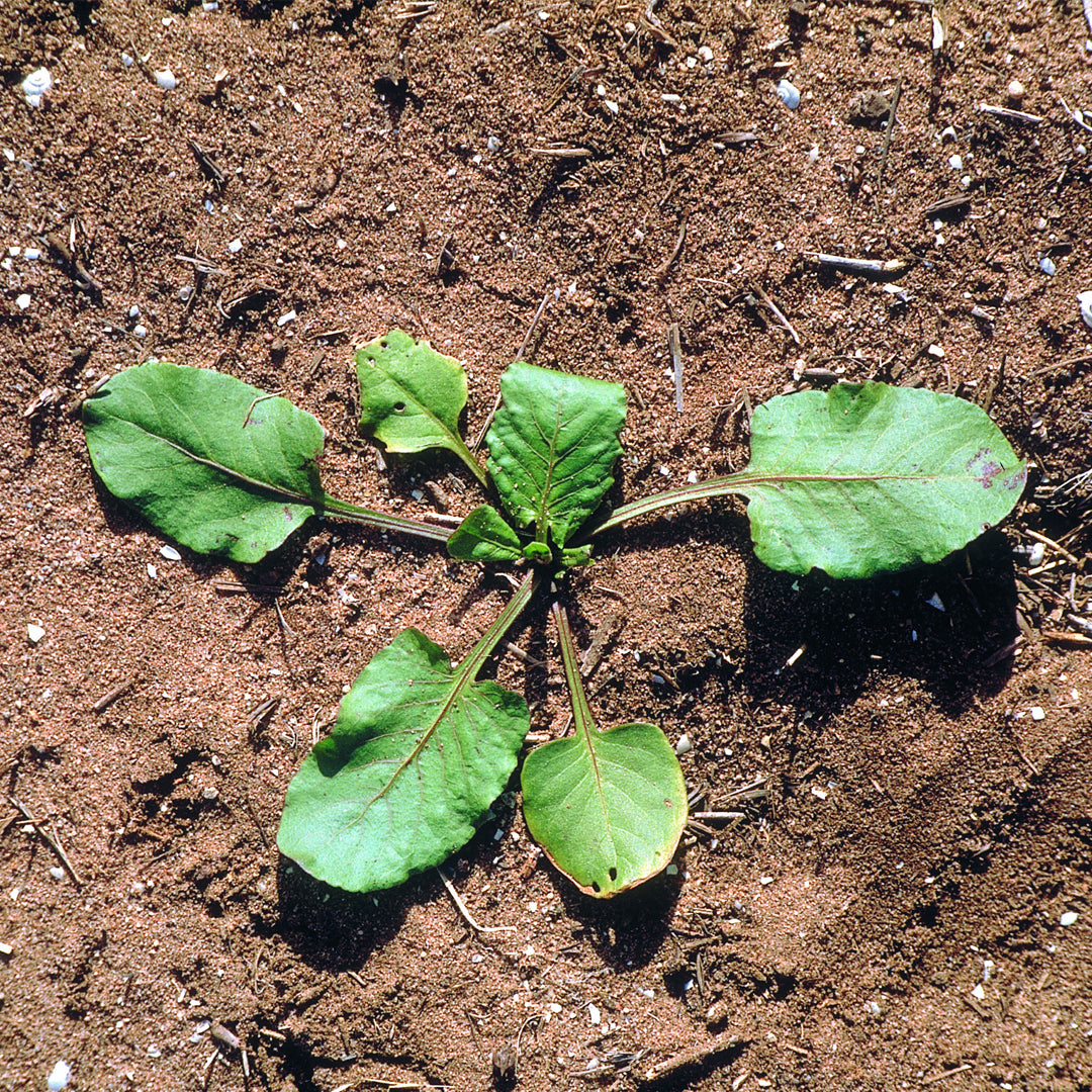 Doublegee – StrataGreen