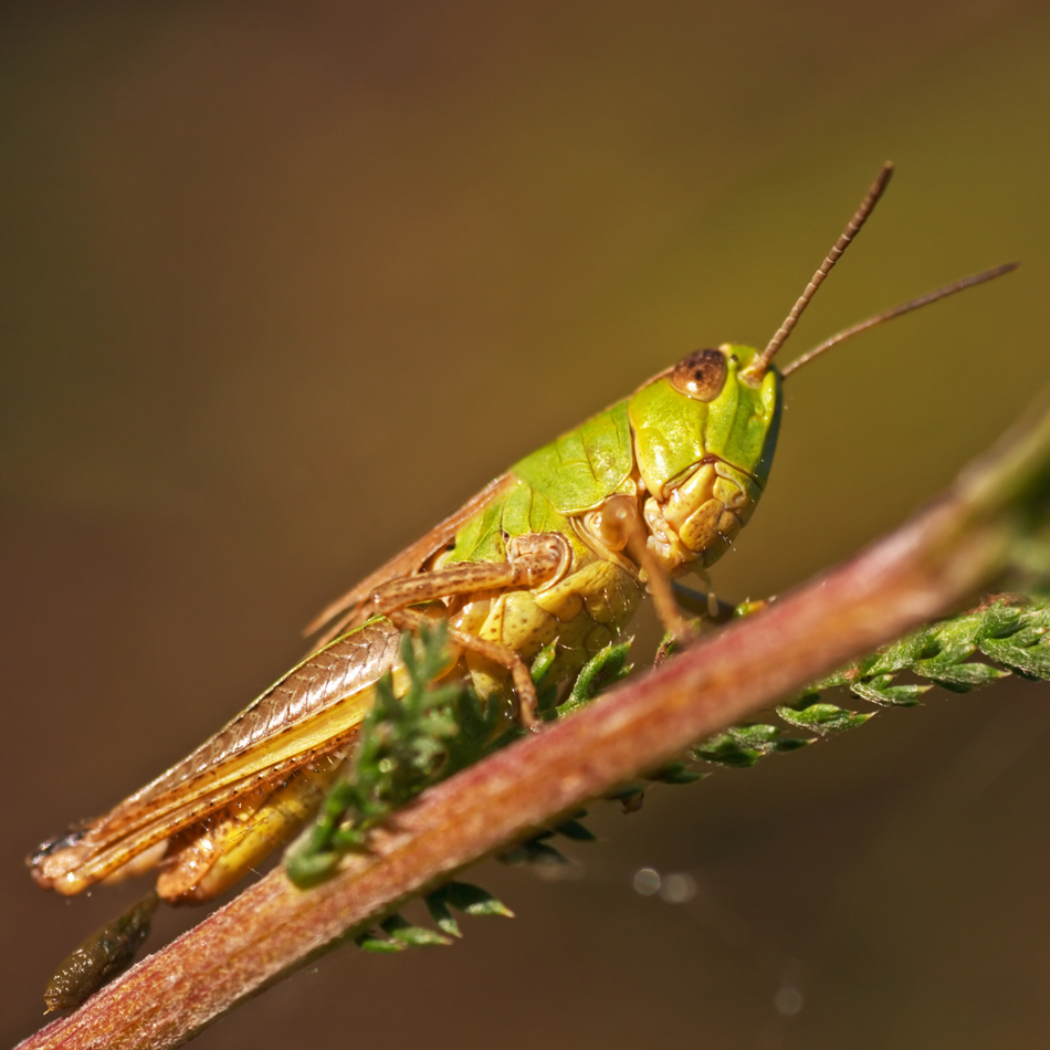 Grasshopper – StrataGreen