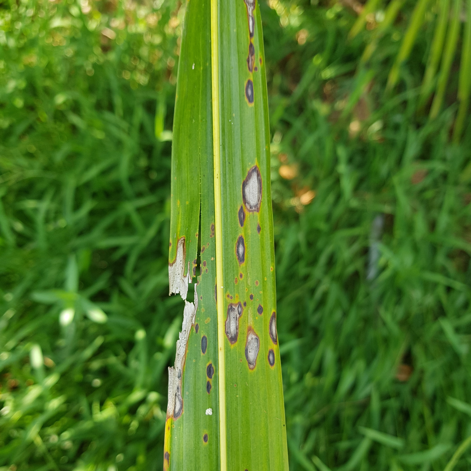 Grey Leaf Spot – StrataGreen