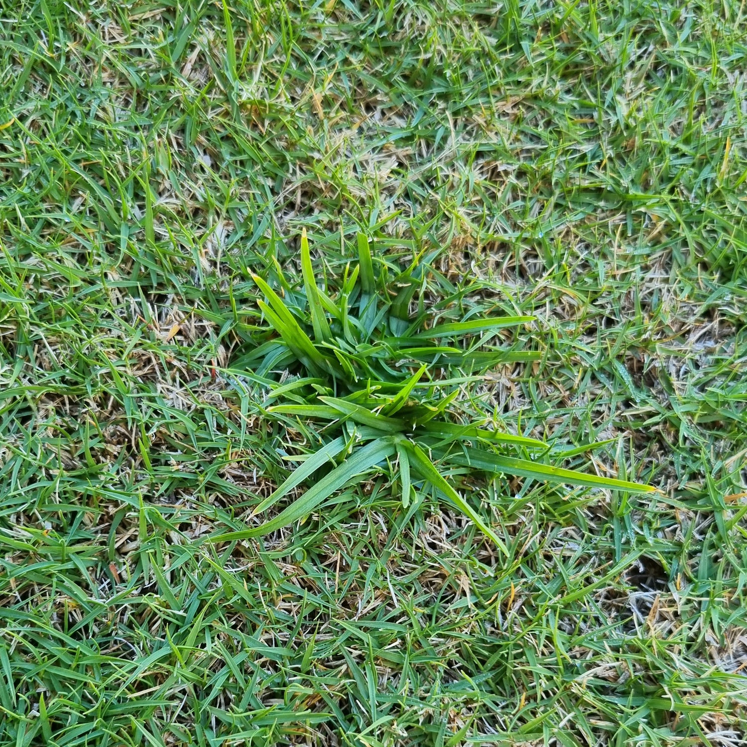 Kikuyu Grass – StrataGreen