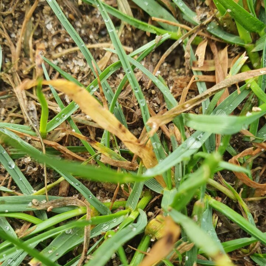 Leaf Spot – StrataGreen