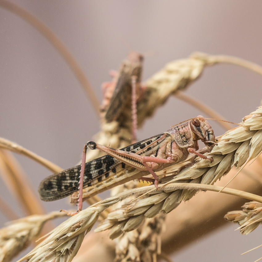 Locust – StrataGreen