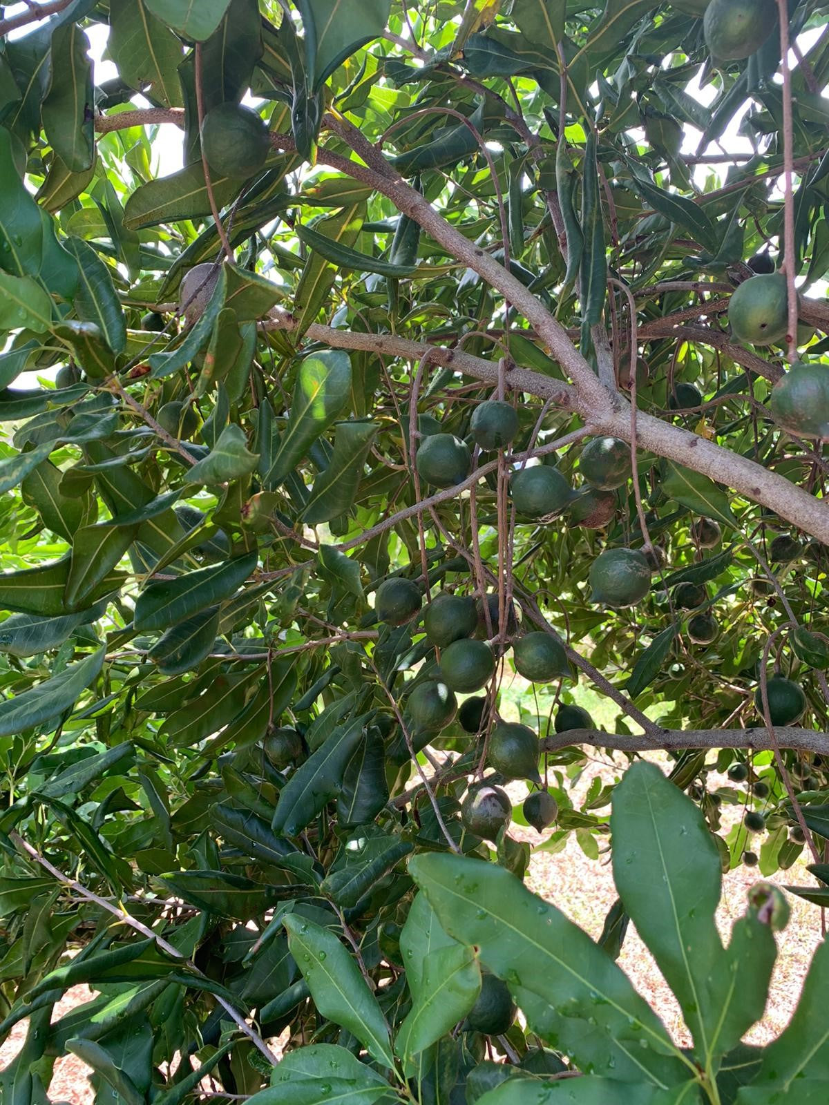 How to grow healthy Macadamia Nut Trees – StrataGreen