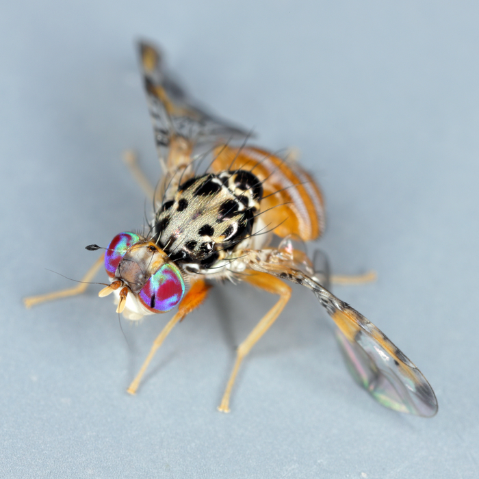 Mediterranean Fruit Fly – StrataGreen