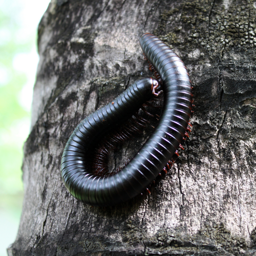 Millipede – StrataGreen