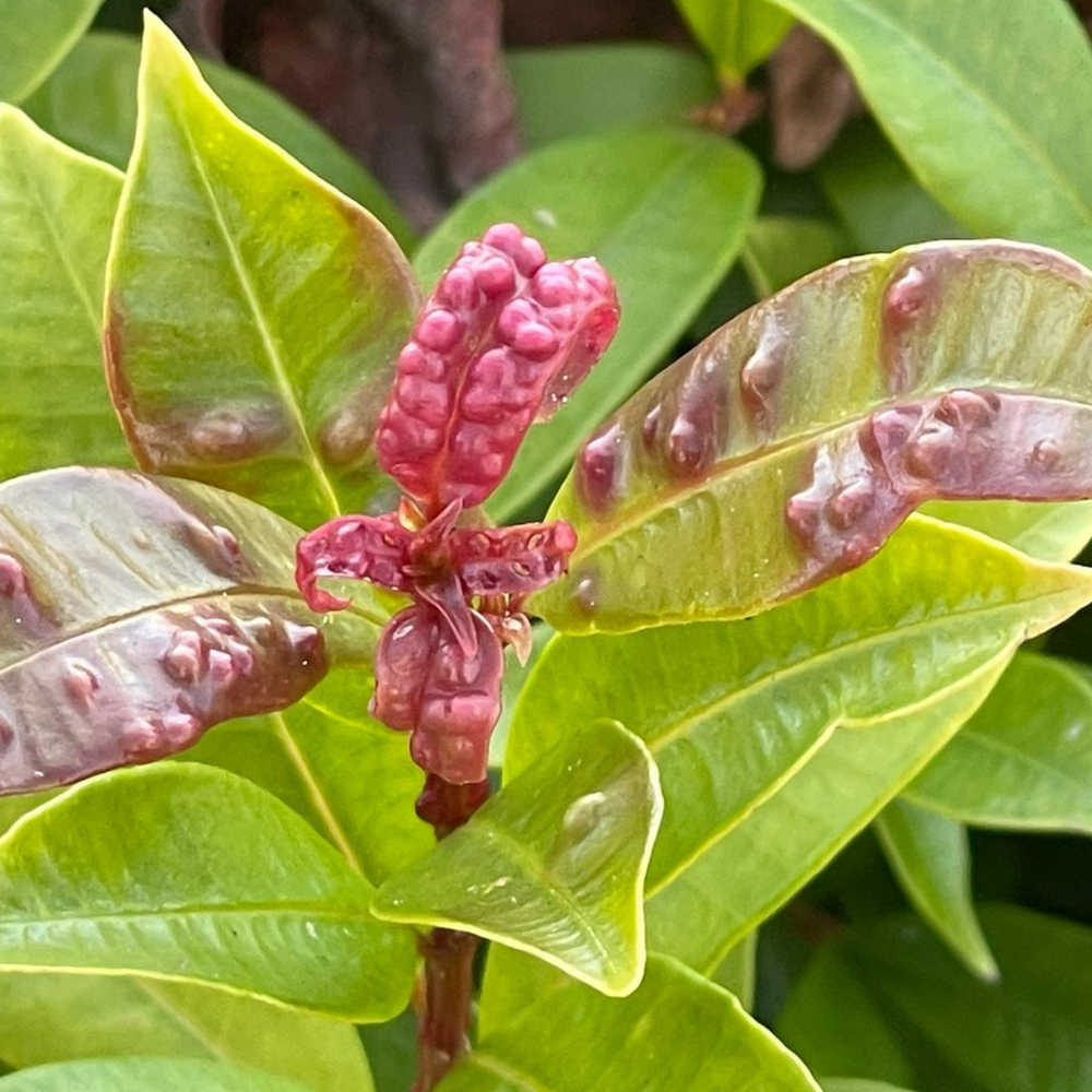 Psyllid – StrataGreen