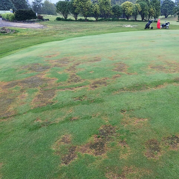 Pythium – StrataGreen