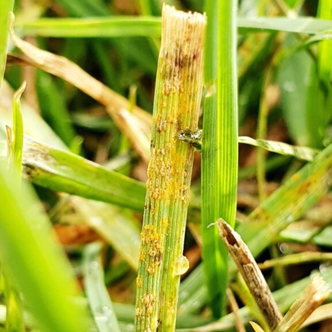 Rust – StrataGreen