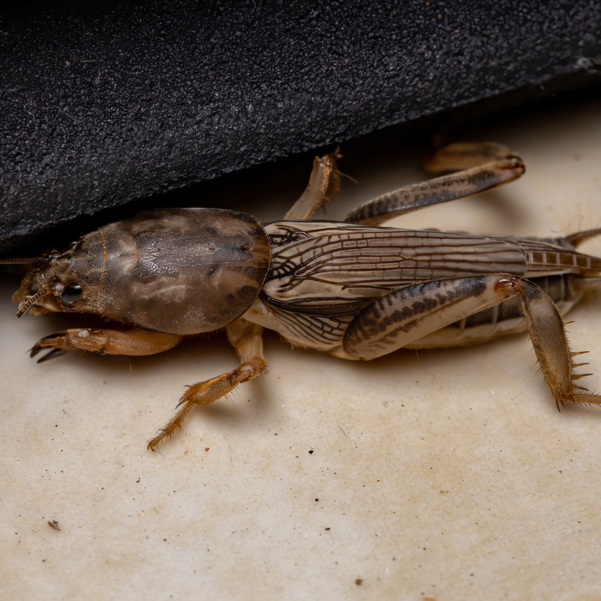 Sandgroper/Mole Cricket – StrataGreen
