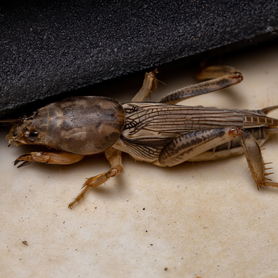 Sandgroper/Mole Cricket – StrataGreen