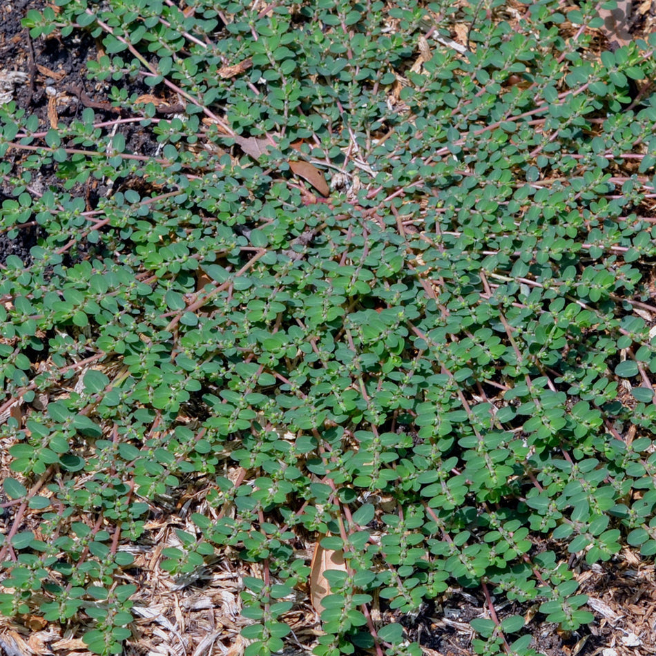 Spotted Spurge – StrataGreen