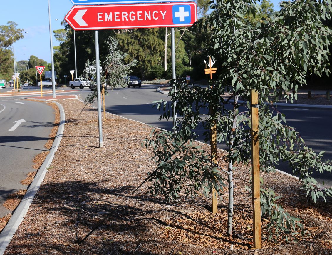 Staking a Tree Properly – StrataGreen