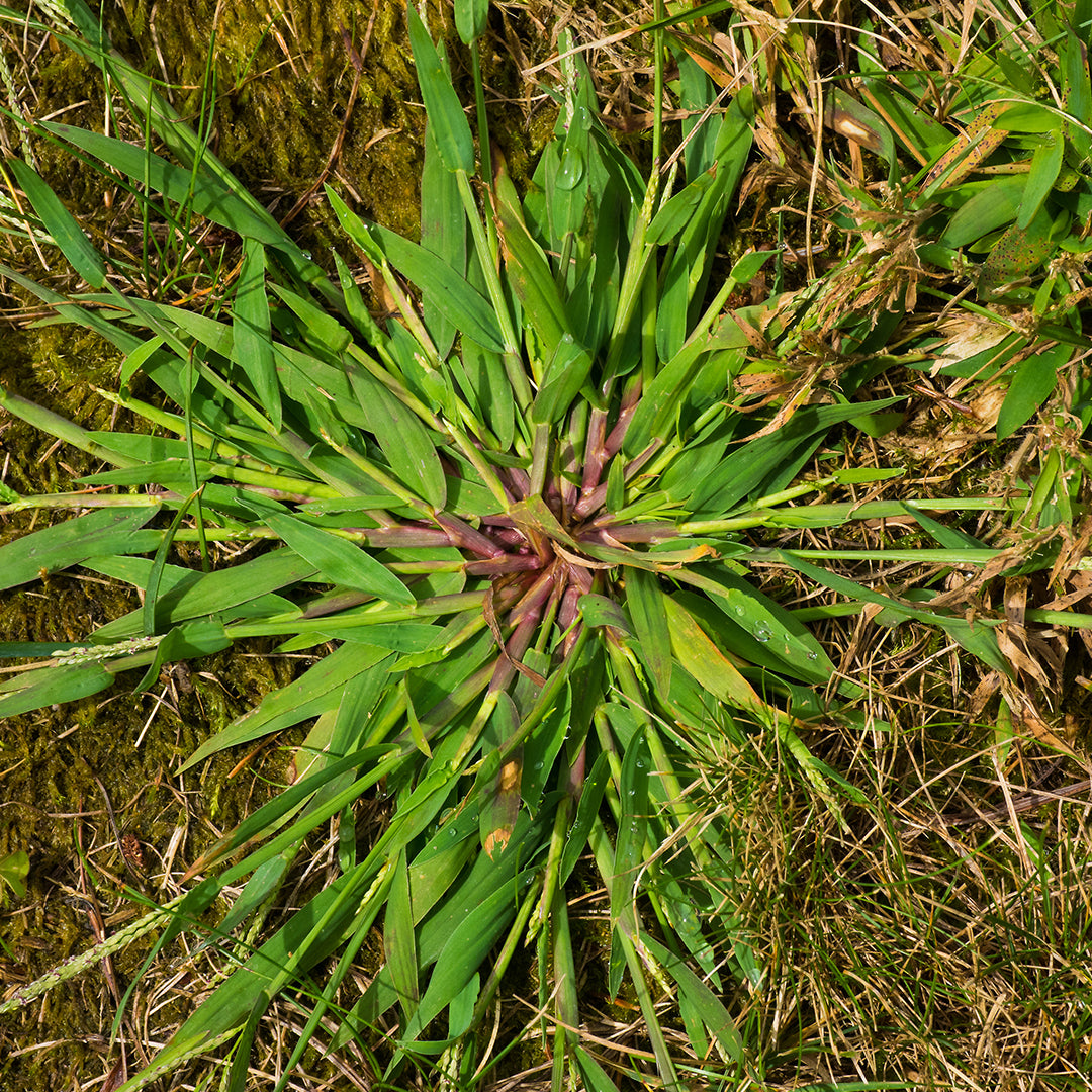 Summergrass – StrataGreen