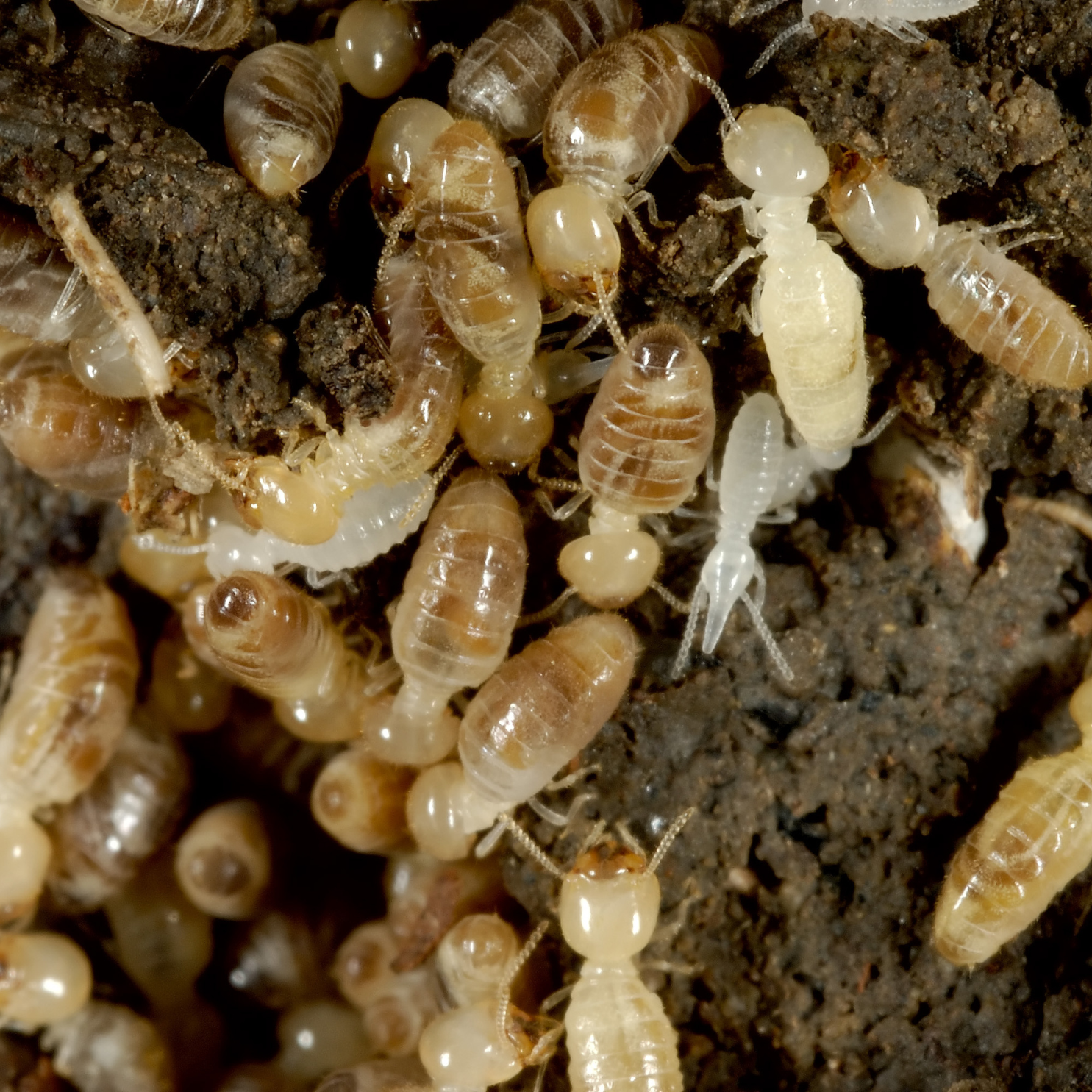 Termites – StrataGreen