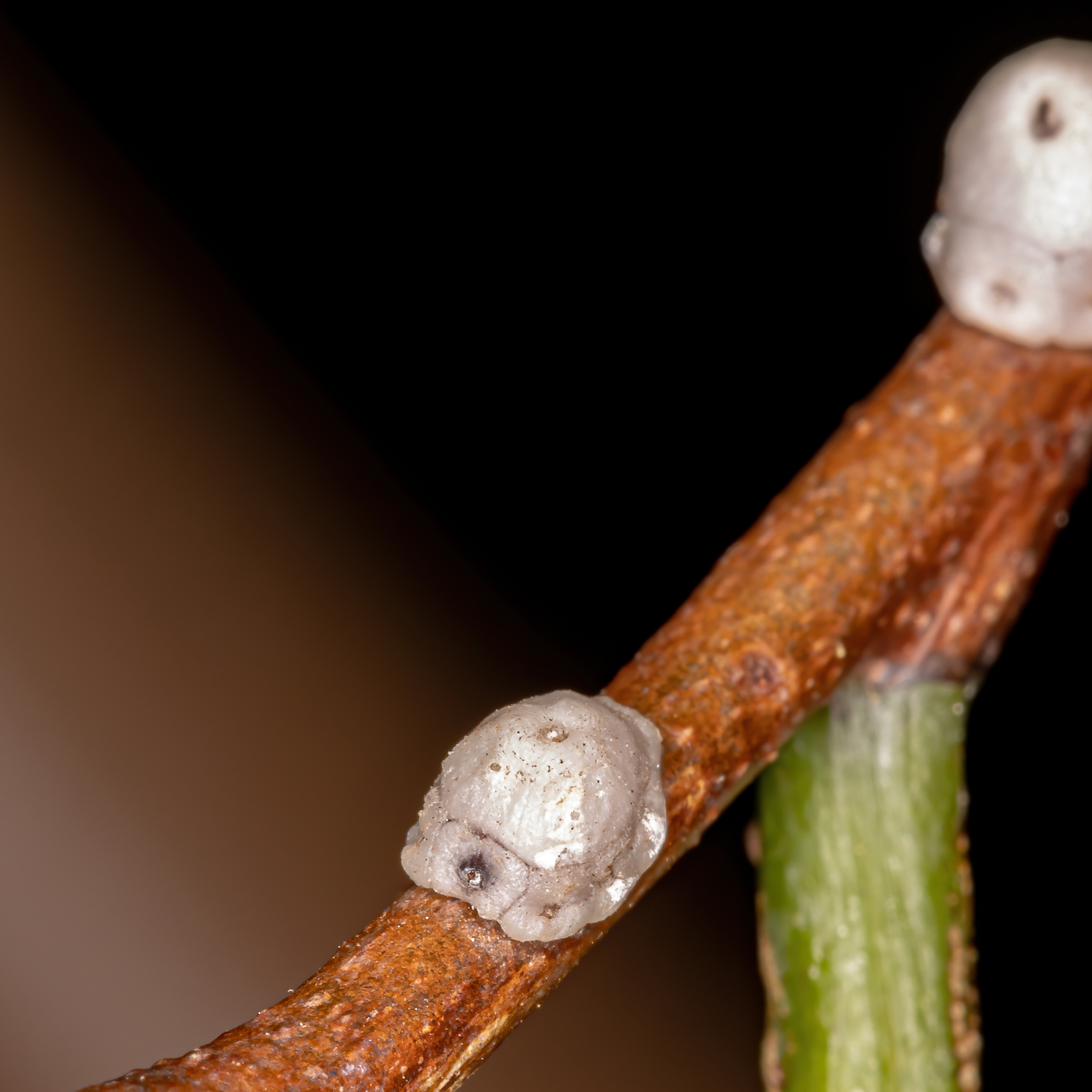 White Wax Scale – StrataGreen