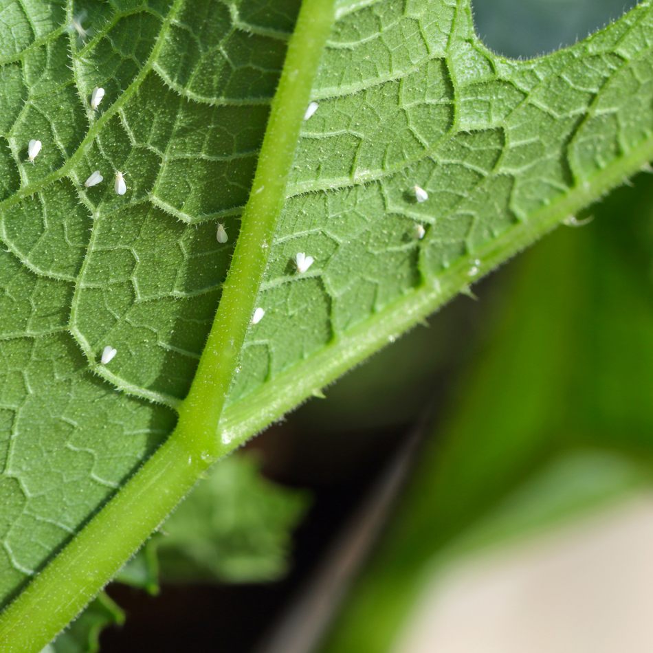 Whitefly – StrataGreen