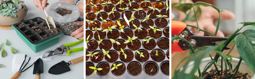 A Guide to Plant Propagation for Beginners – StrataGreen