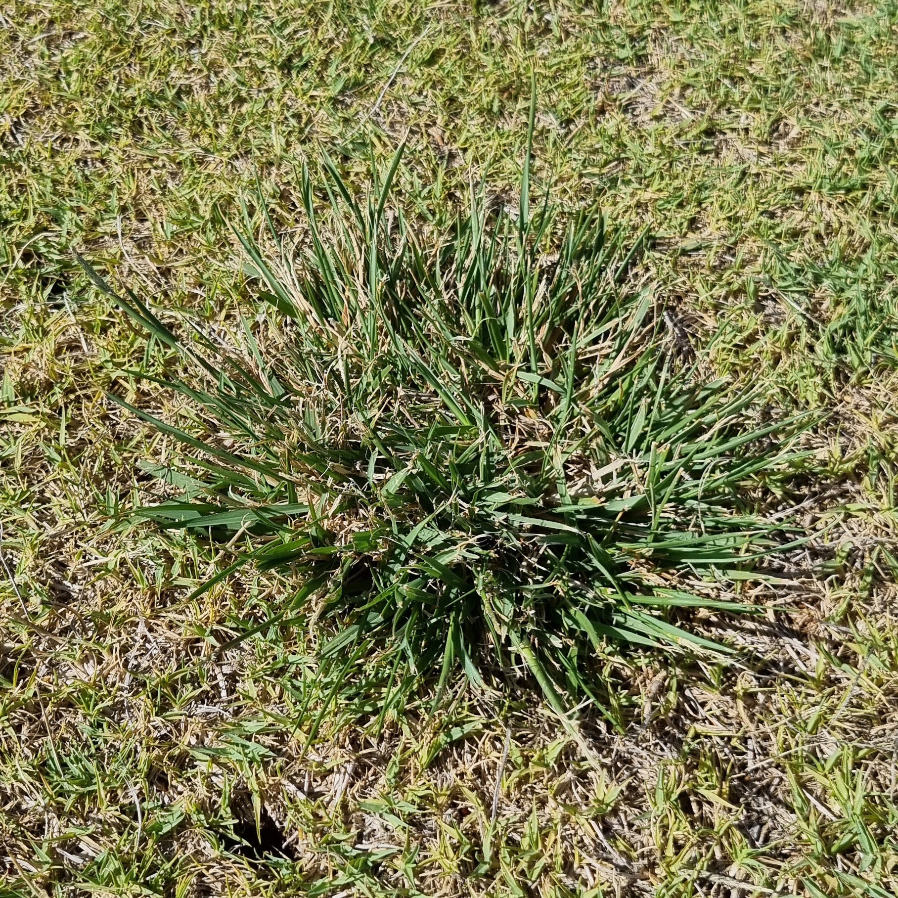 Parramatta Grass – StrataGreen