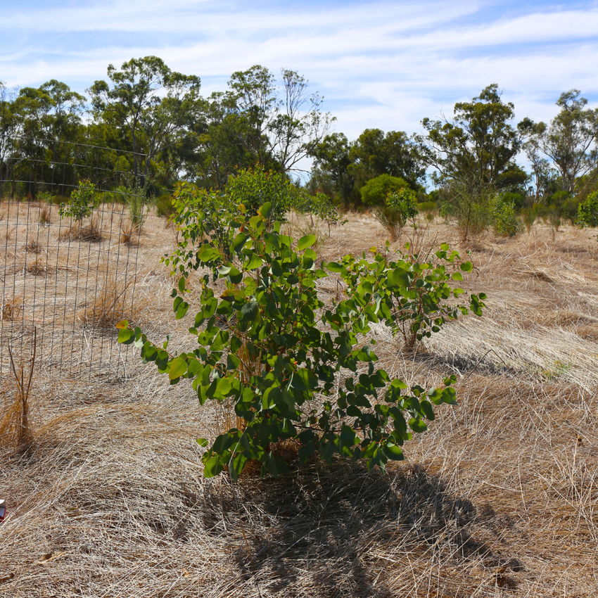Revegetation & Tree Planting: Setting Projects Up for Success in the Y ...